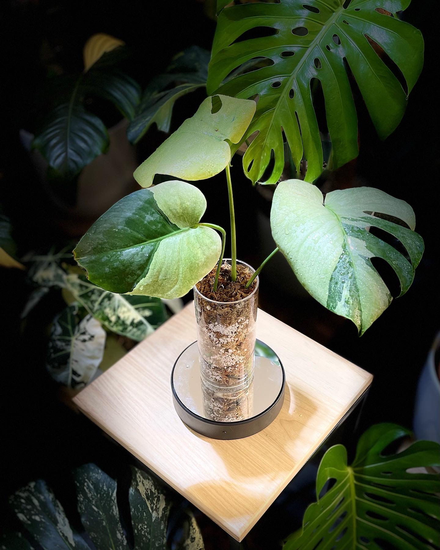 Winkelmandje - Panya's Variegated Plants