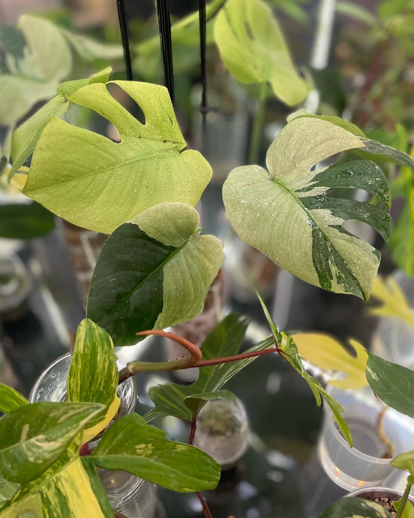 Winkelmandje - Panya's Variegated Plants