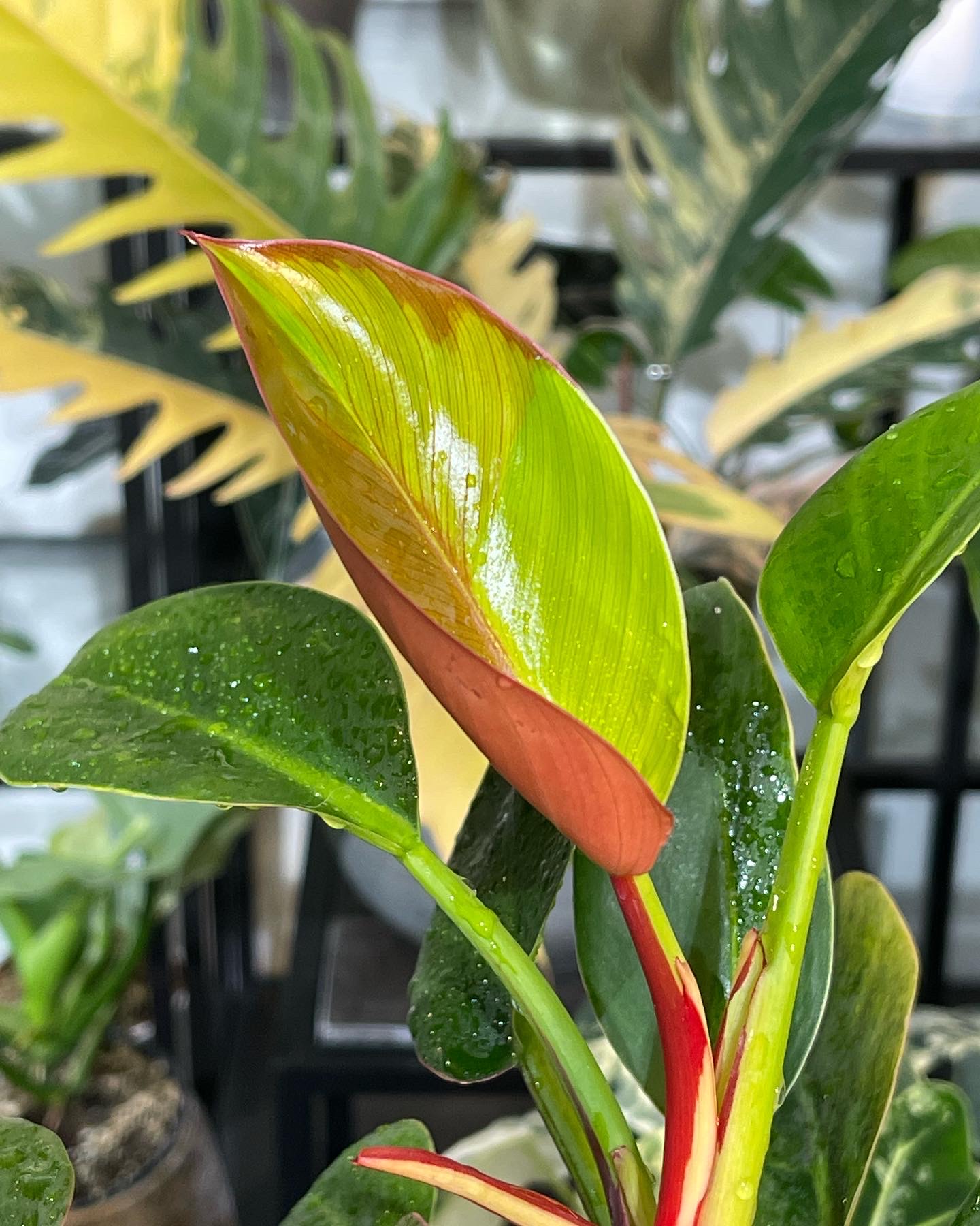 Winkelmandje - Panya's Variegated Plants