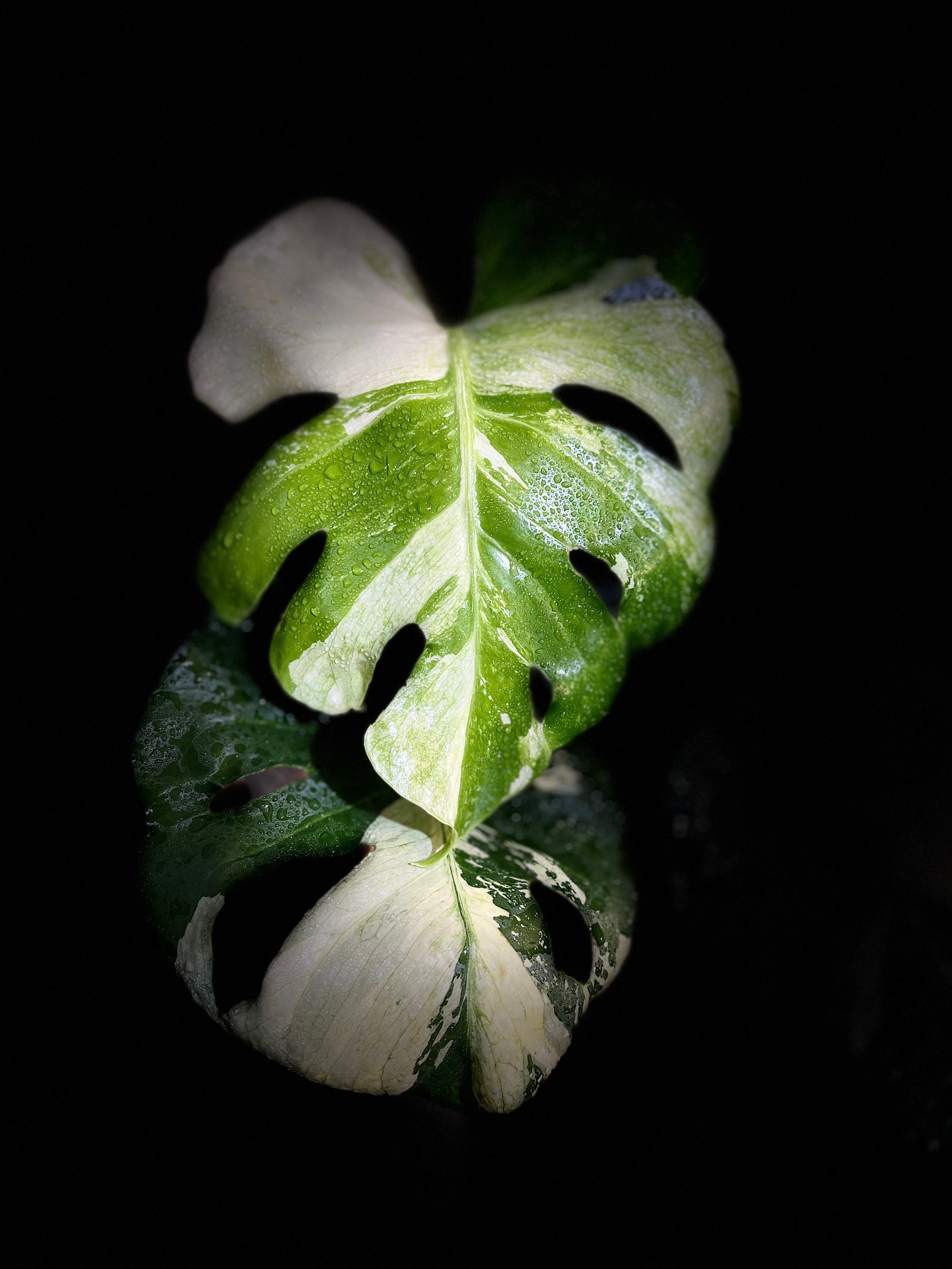 Winkelmandje - Panya's Variegated Plants