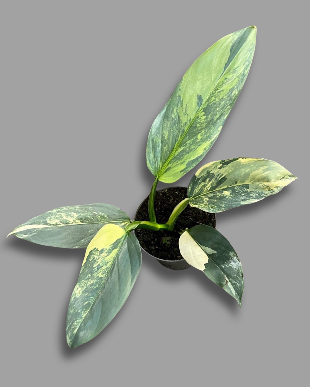 Winkelmandje - Panya's Variegated Plants