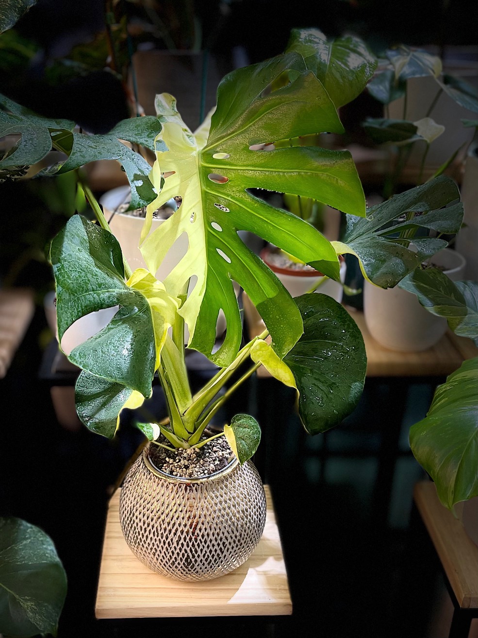 Winkelmandje - Panya's Variegated Plants