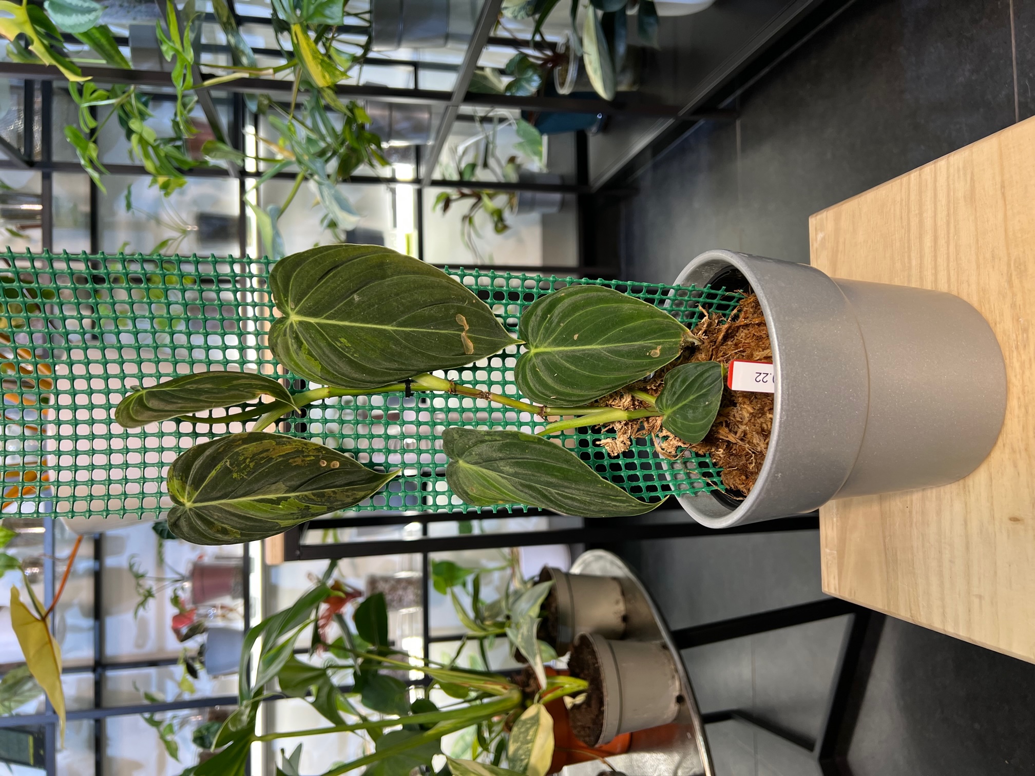 Winkelmandje - Panya's Variegated Plants