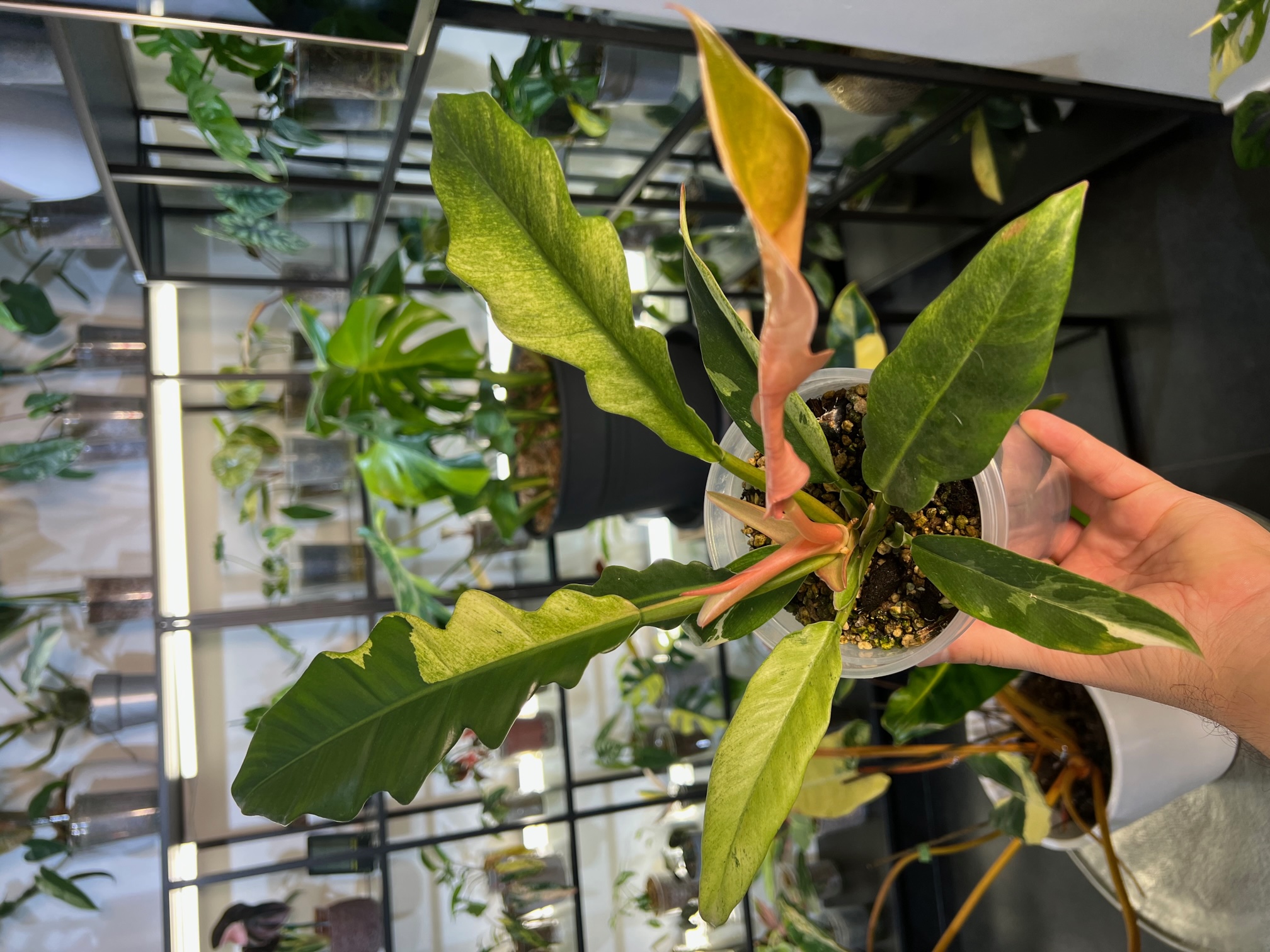 Winkelmandje - Panya's Variegated Plants